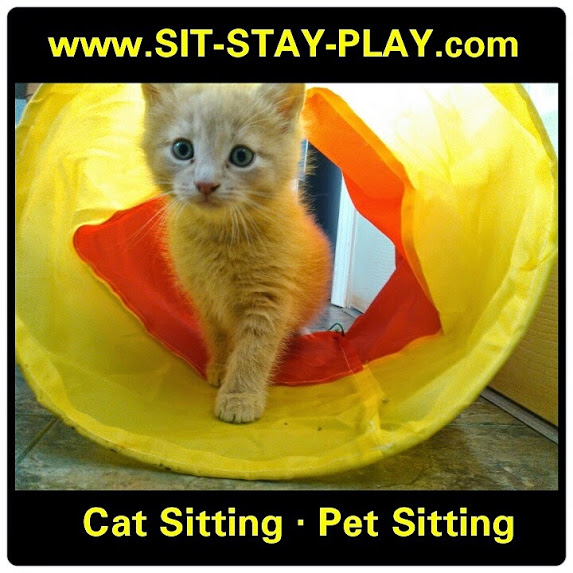 4 Funny Pet Sitting Stories To Make You Smile And Help Understand What ...